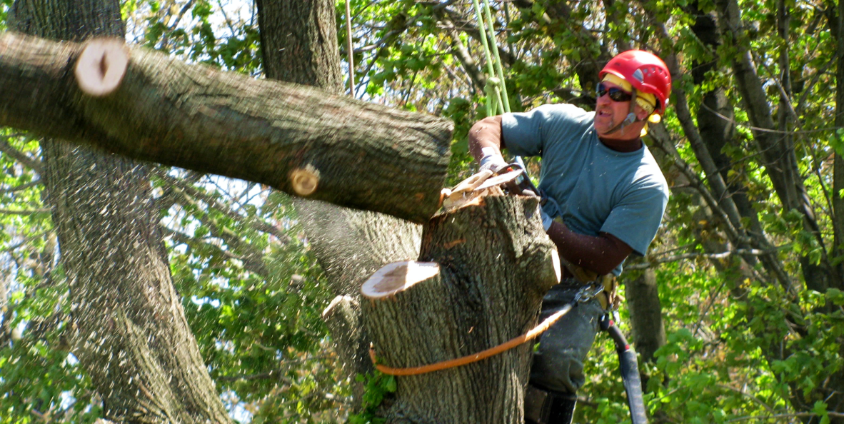 Make Your Yard Look Nice With Tree Felling Services